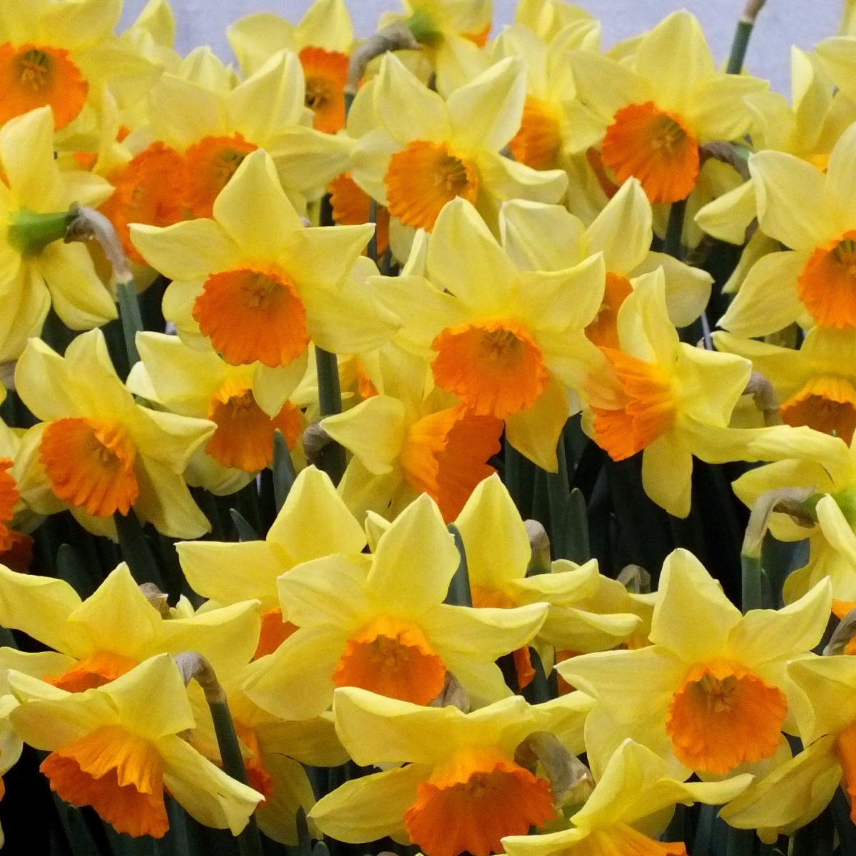 Luscious Large Cupped Narcissi