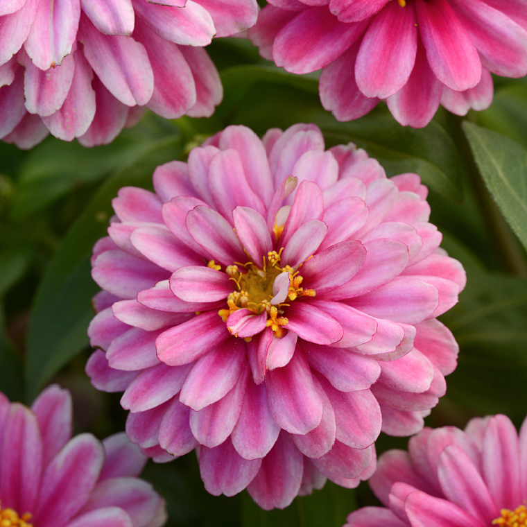 Compact, Flower-Packed Zahara Zinnias