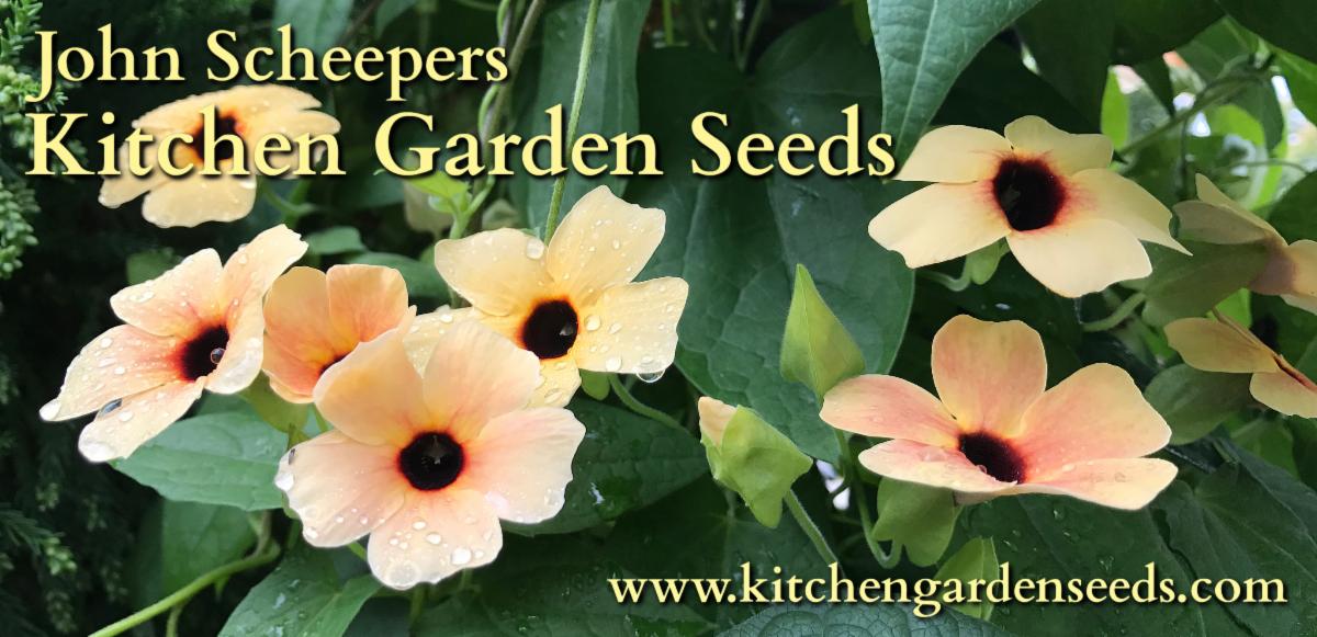 Saturday Spotlight: Black-Eyed Susan Vines