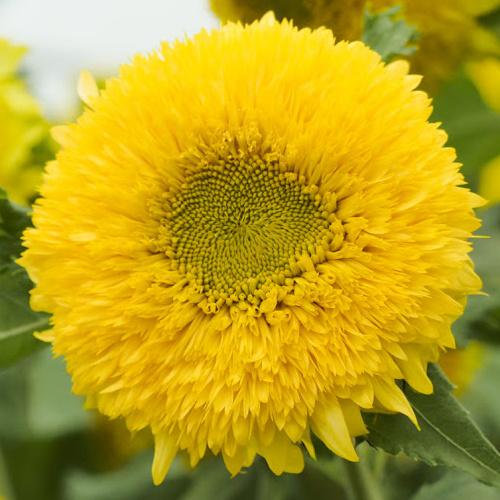 Delightful Double Flowers