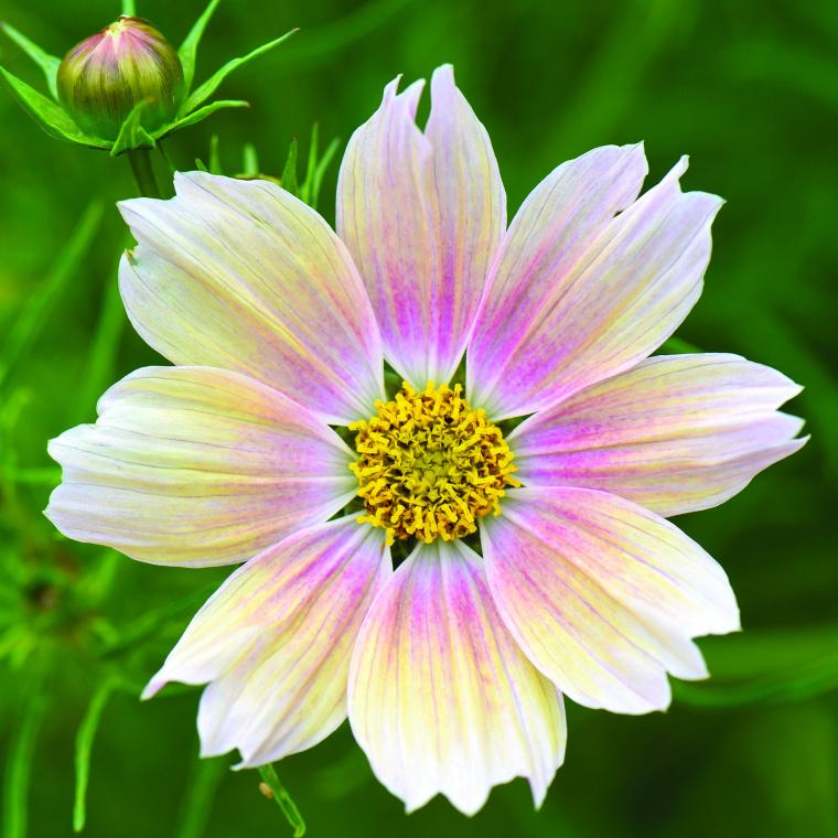 Grow Cosmos for Easy Summer Color!