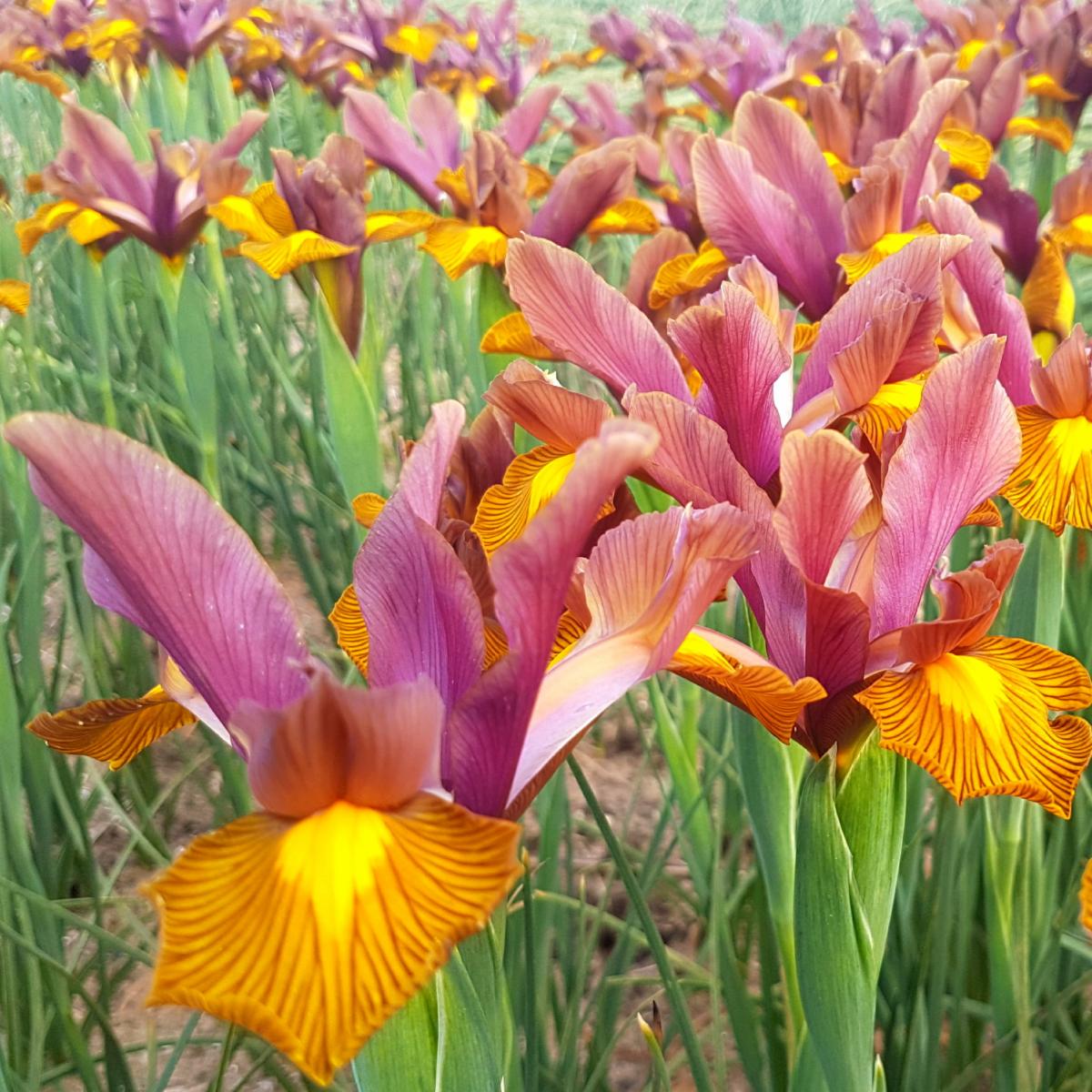 Goddess of the Rainbow: Iris hollandica