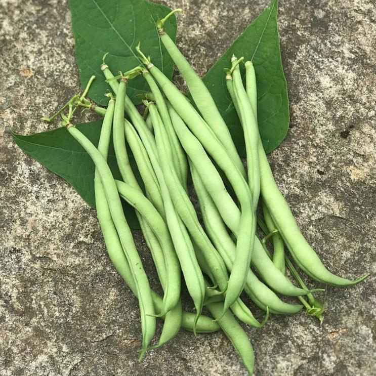 Beans, Beans & More Beans