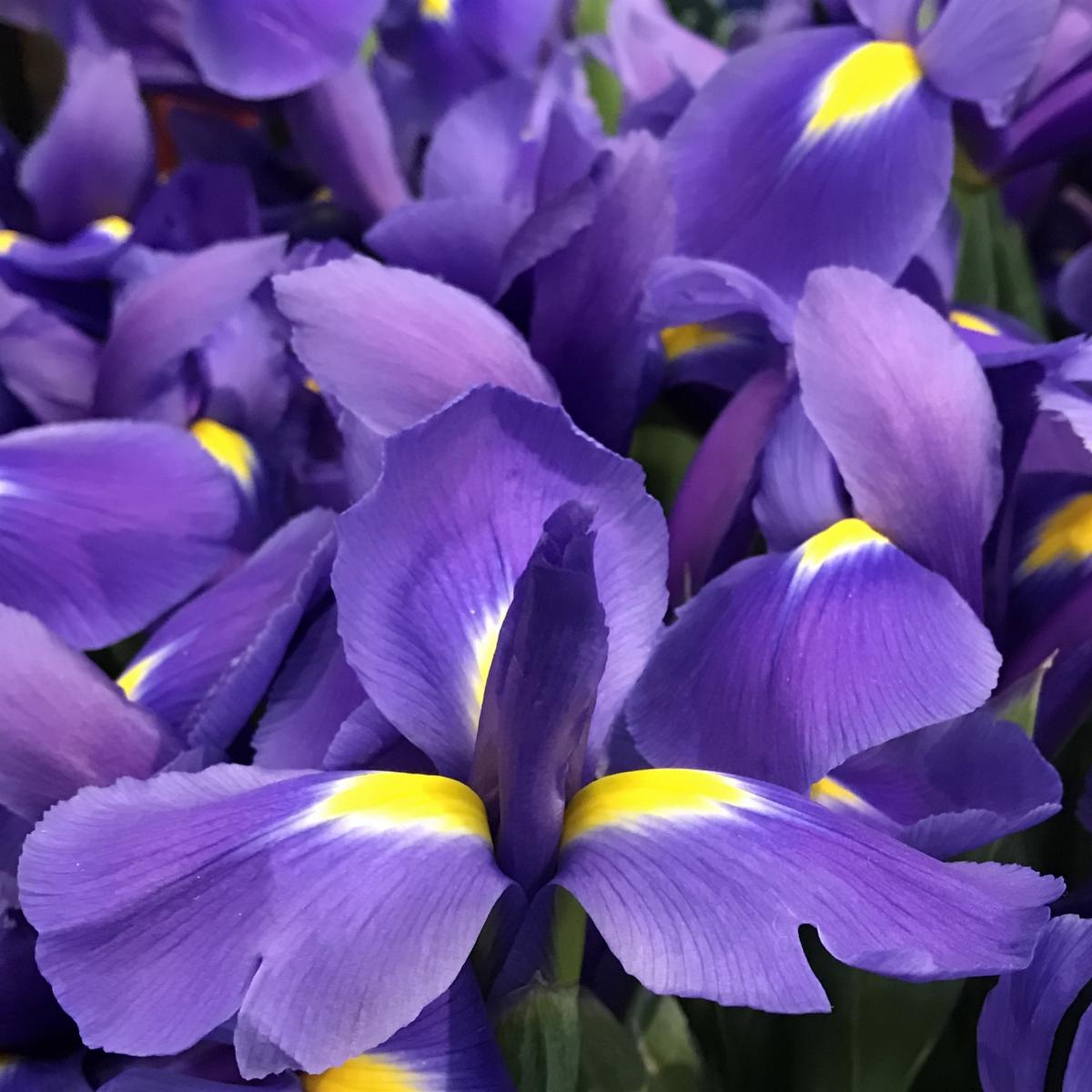 Goddess of the Rainbow: Iris hollandica