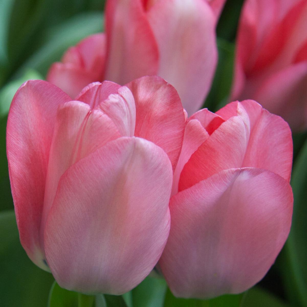 Pretty-In-Pink Tulips