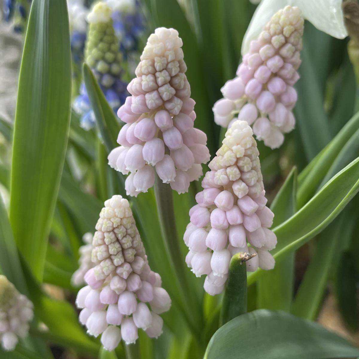 The Magic of Muscari