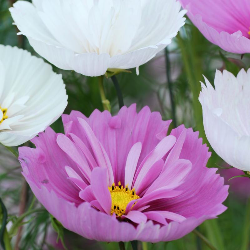 Easygoing, Easy-Growing Cosmos