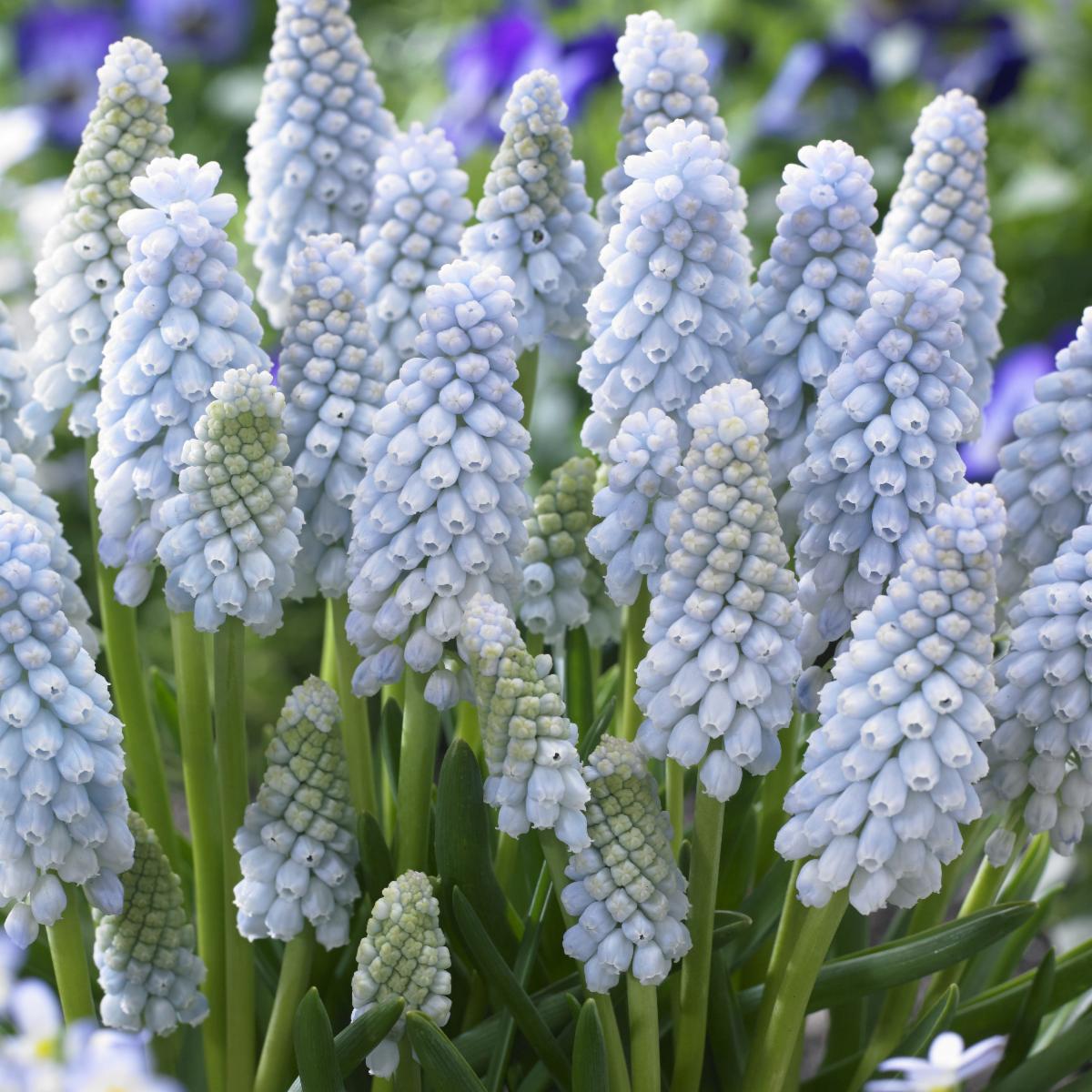The Magic of Muscari
