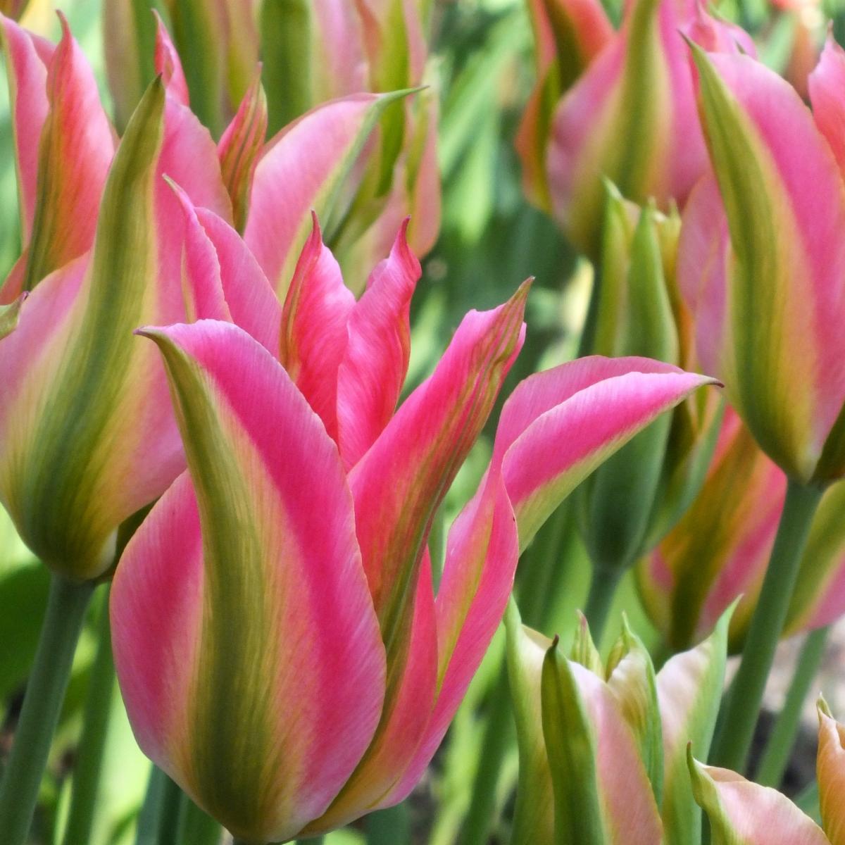 Pretty-In-Pink Tulips