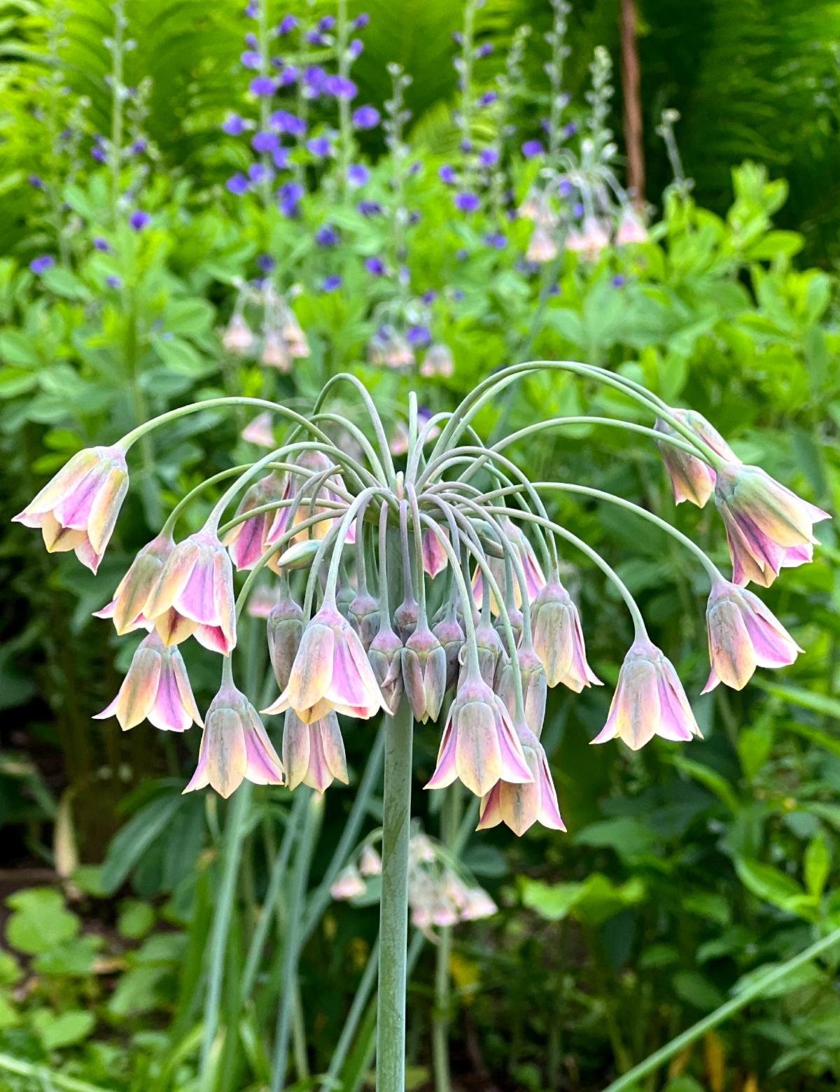 Allium siculum ssp. bulgaricum Fireworks!