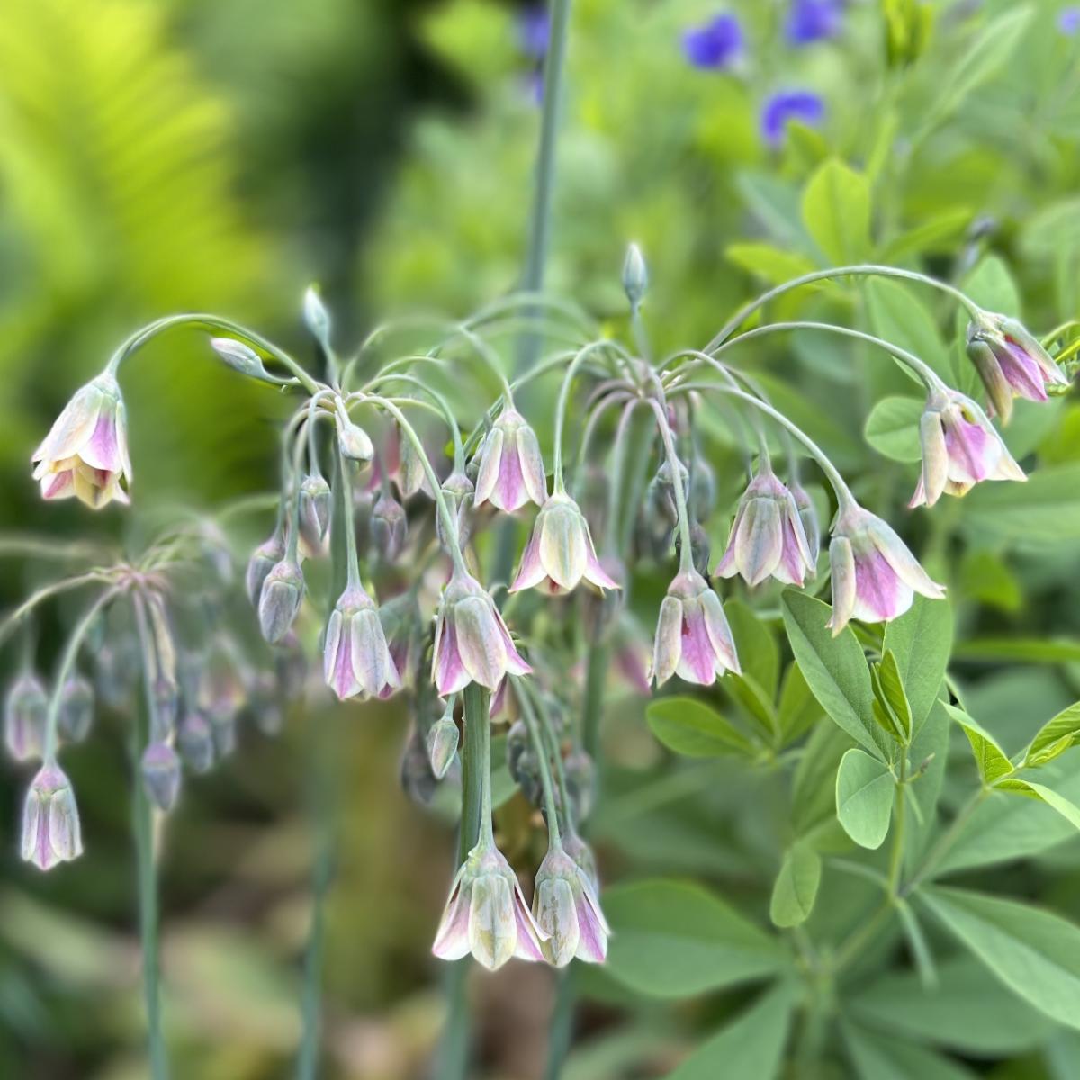 Allium siculum ssp. bulgaricum Fireworks!