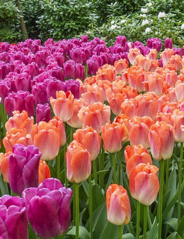 Reserve Your Fall Bulb Orders Now!