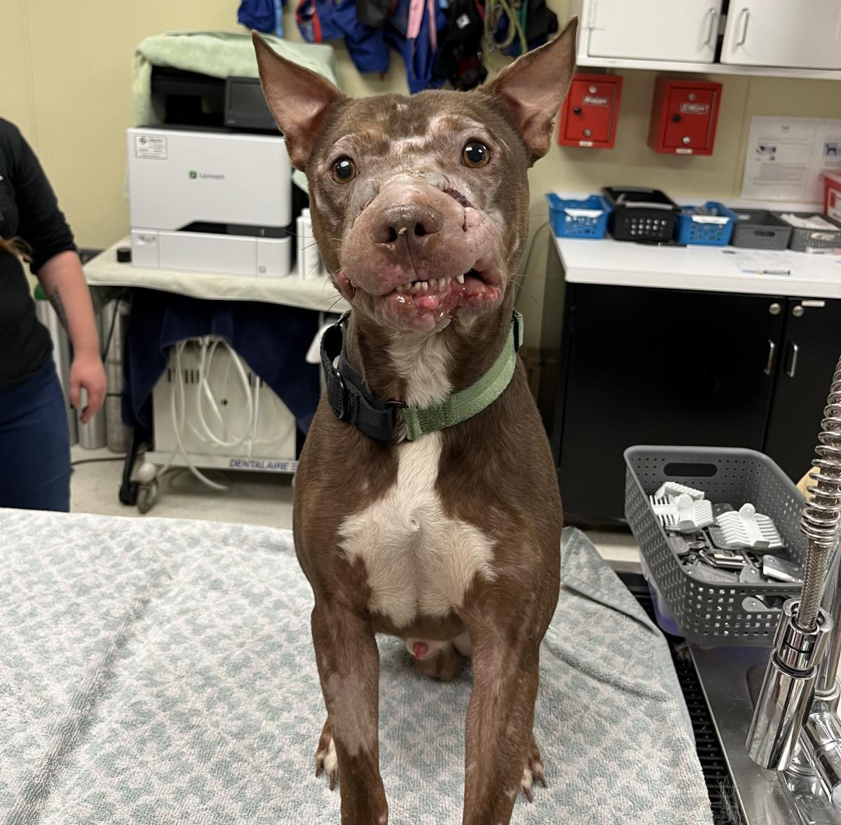 Pinal County Animal Care and Control January 2024 Pupdate