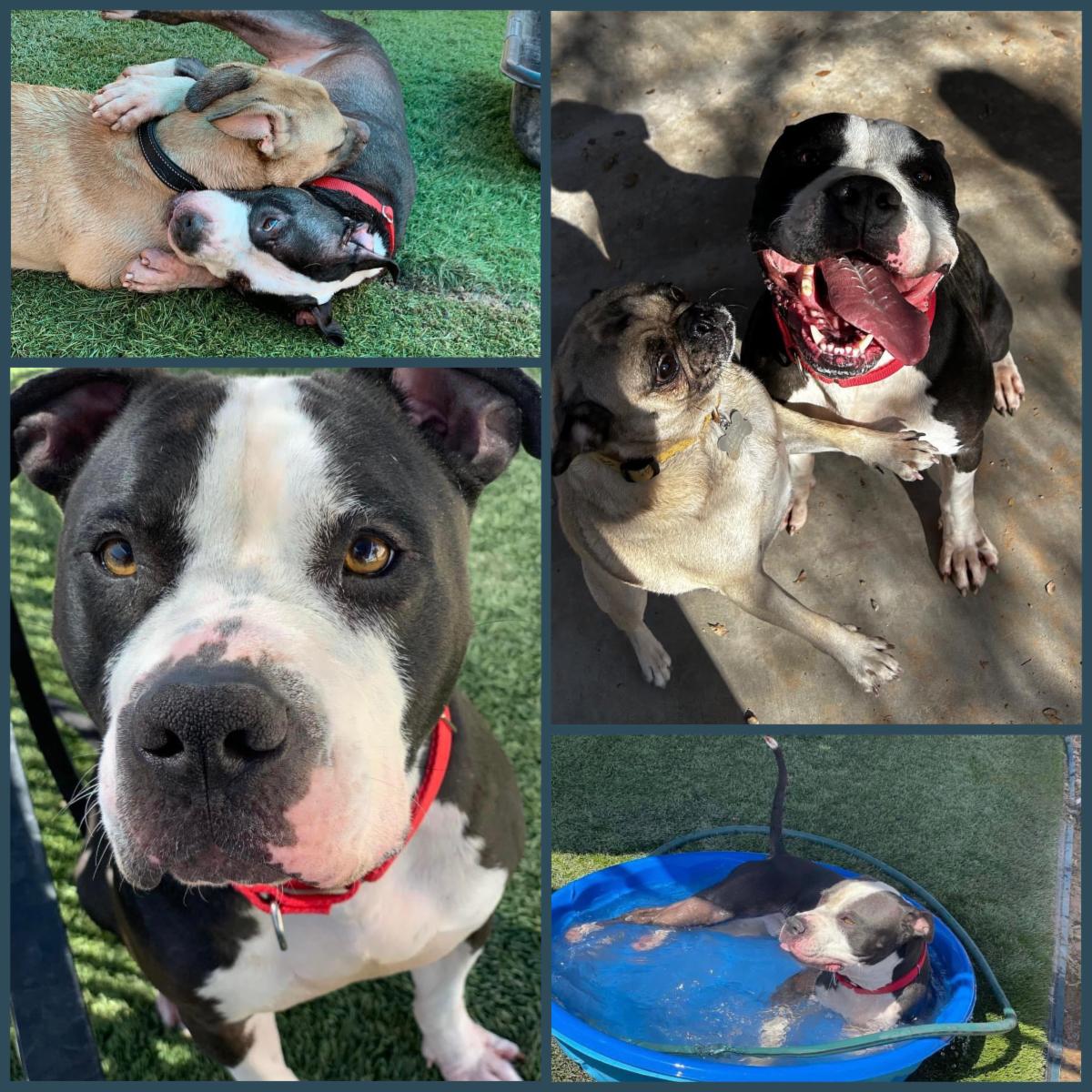 Pinal County Animal Care and Control January 2024 Pupdate