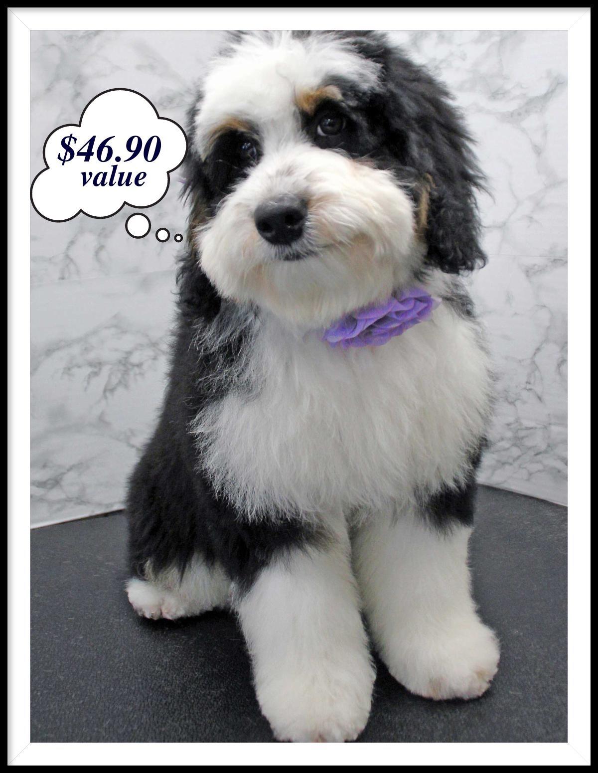 Montville Grooming Appointments