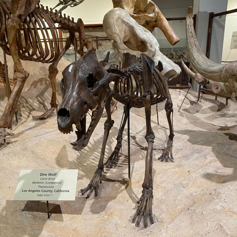 From Fabulous Fossils to Deep Space and Dire Wolves