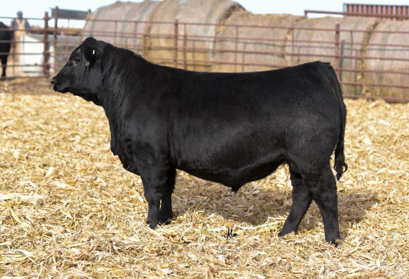 Poss Angus Bull & Female Sale Tomorrow!