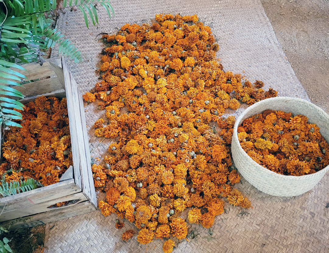 200 | Marigold Splendor