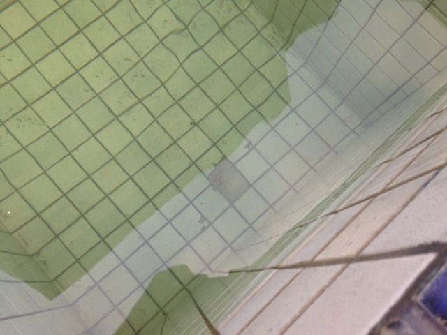 L'CHAIM TODAY, shiva, events, jobs, tehillim, war updates, Passover,