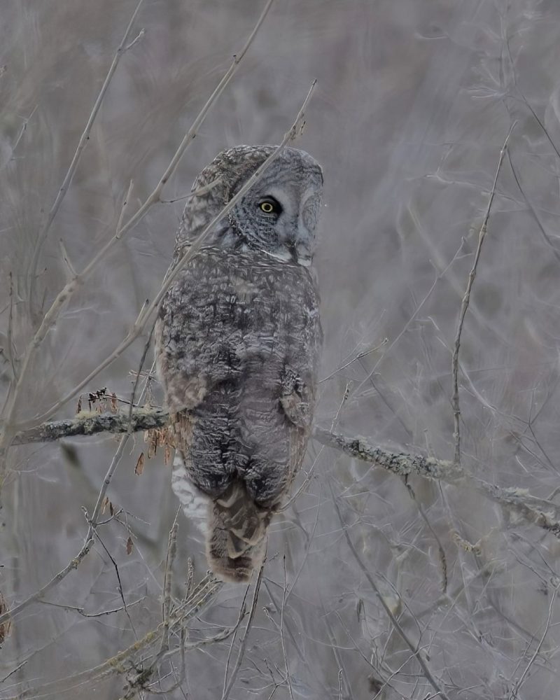 Bird Beat Winter Edition