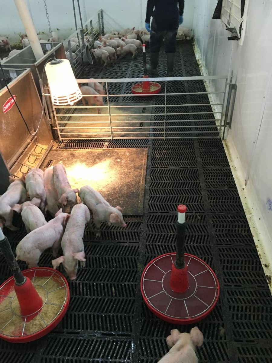 Swine Circular - Meet our newest member