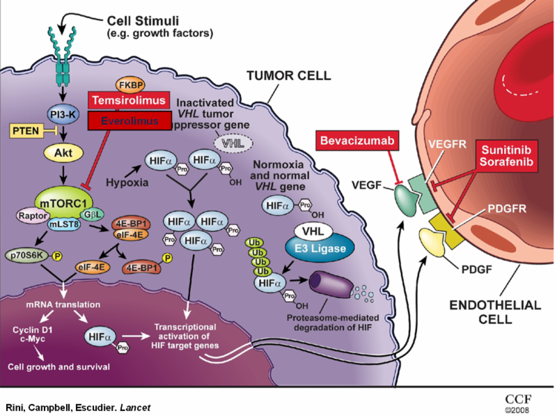 Tivozinab Upcoming Approval! Immunotherapy Side Effects. Novel Method ...