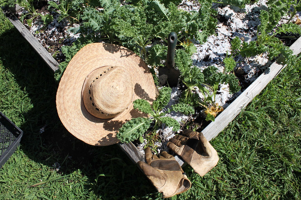 OLLI@UConn Weekly "What's Happening?"