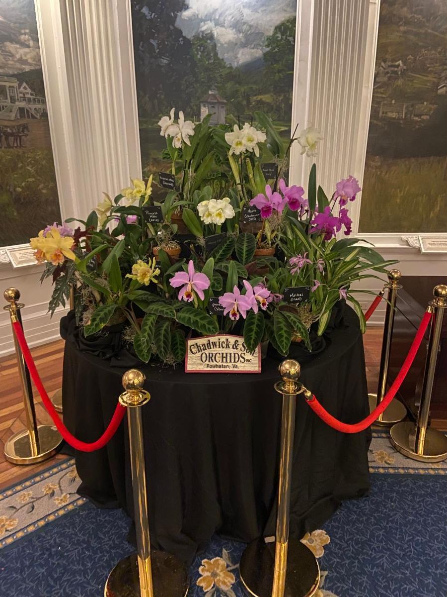 Exciting News from Chadwick Orchids!