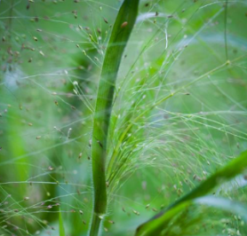 Ornamental Grasses