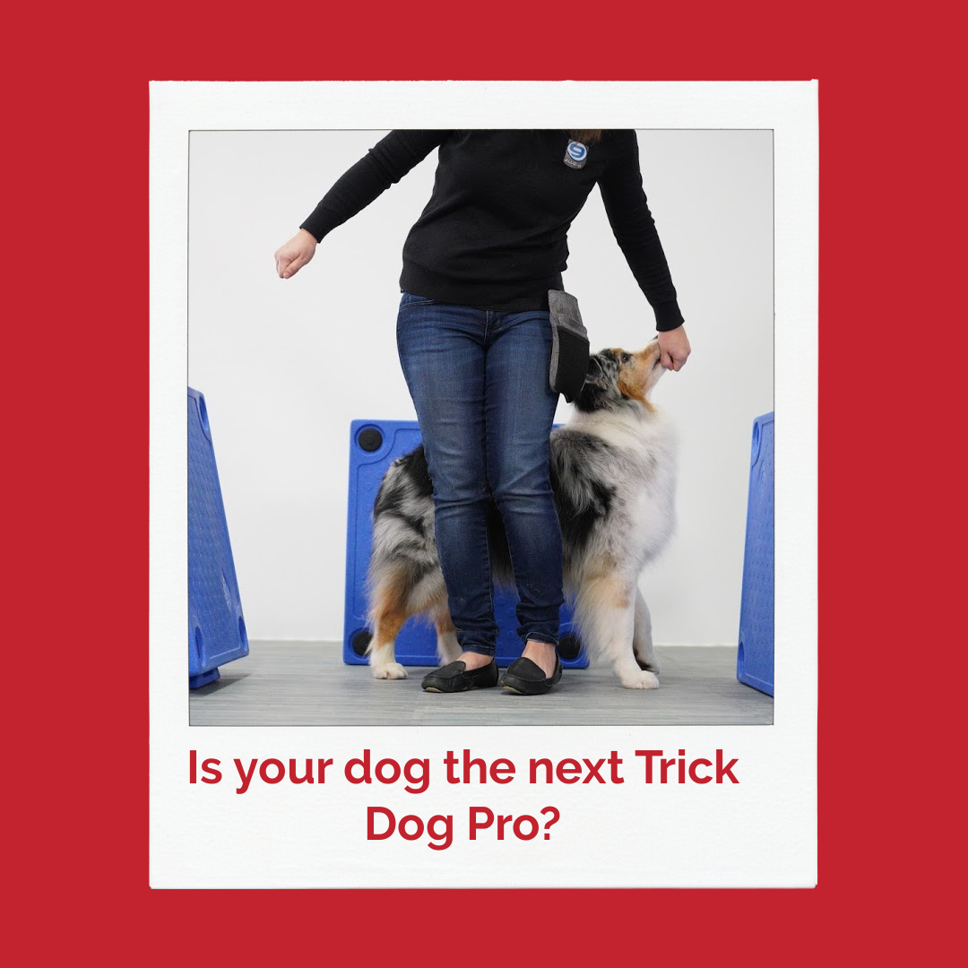 Trick of the Month Program