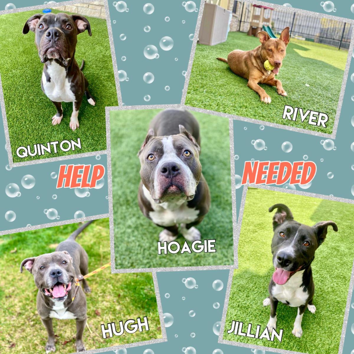 Help Stray Dogs Find Homes