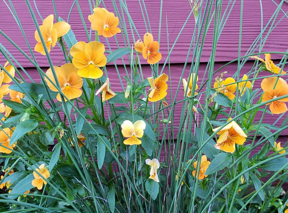 Priapi Gardens News, Week 24