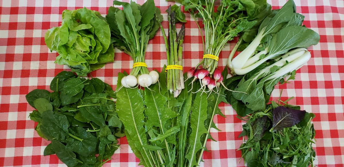 Priapi Gardens News, Week 22