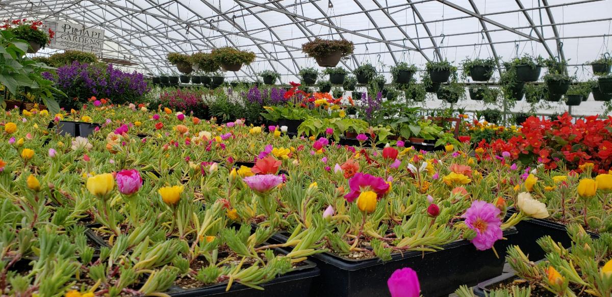 Priapi Gardens News, Week 22