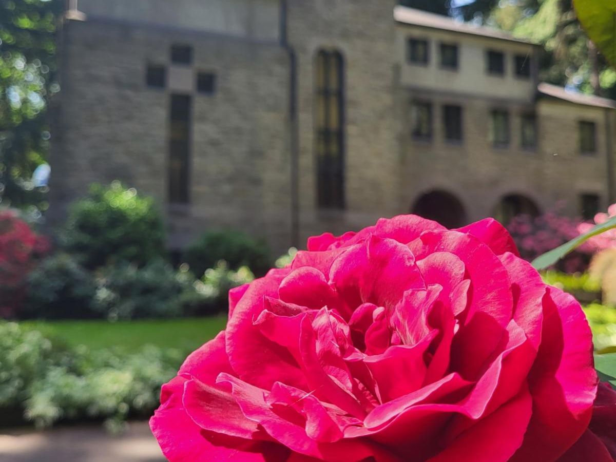 A Walk through the Rose Garden
