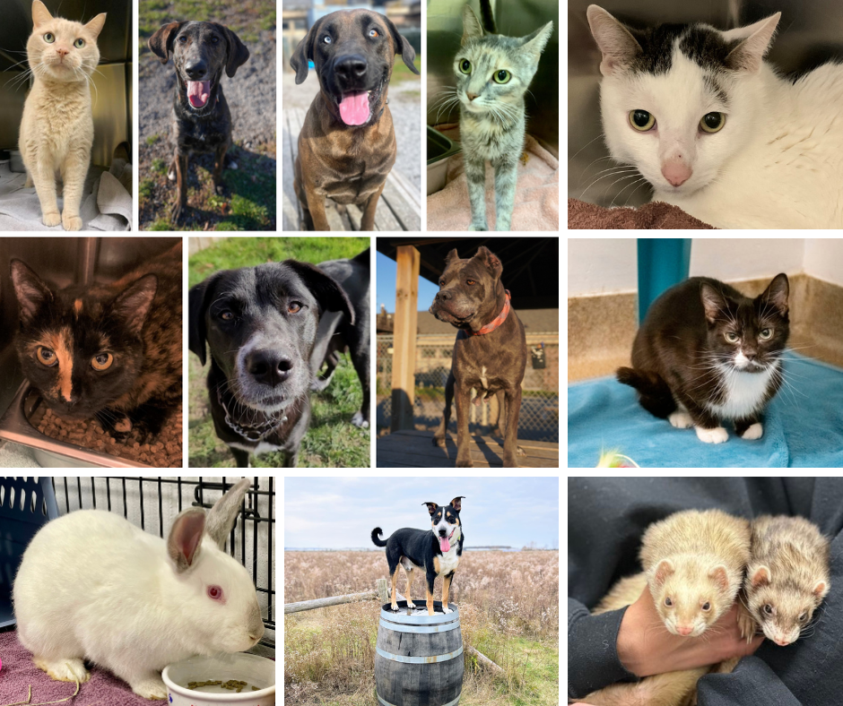 Adorable Puppies Looking for Forever Homes