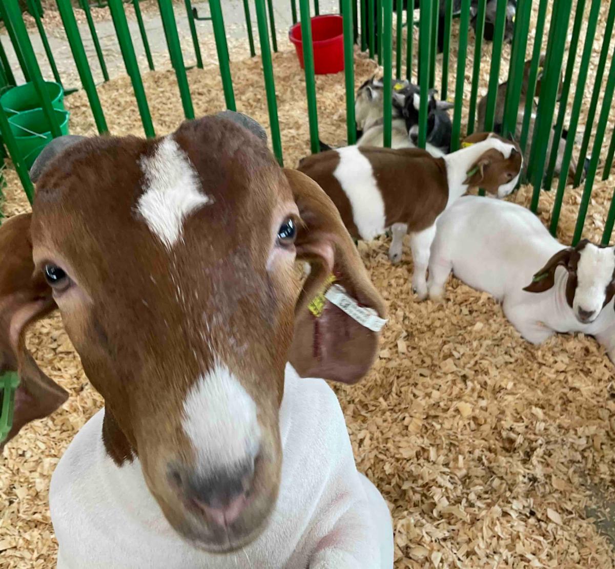 Franklin County 4-H Fair Photos: Issue 1368