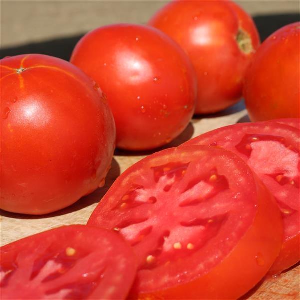 Scented Geraniums New Seed Releases WebTrack Tips