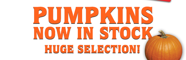 Fall is Here and So is the 50% Off Sale – Plus Pumpkins!