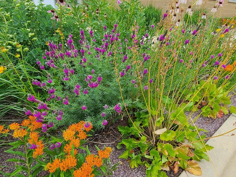 Native Plant News
