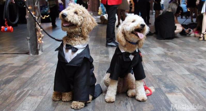 Grateful Paws: A Month of Thanks and Wagging Tails! November at Dog Tired