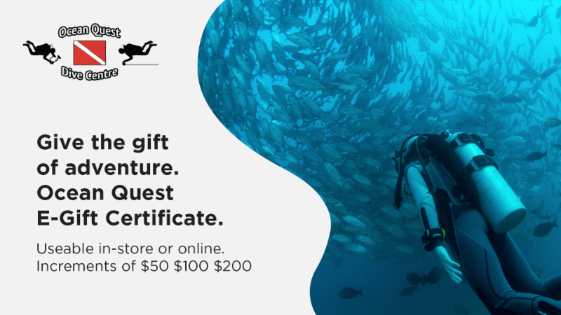 Holiday Hours and Upcoming Courses at Ocean Quest!