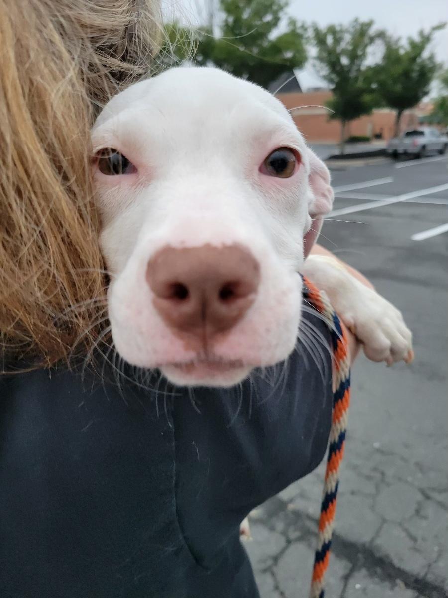 HART Needs Your Help to Get Dogs and Cats to Safety