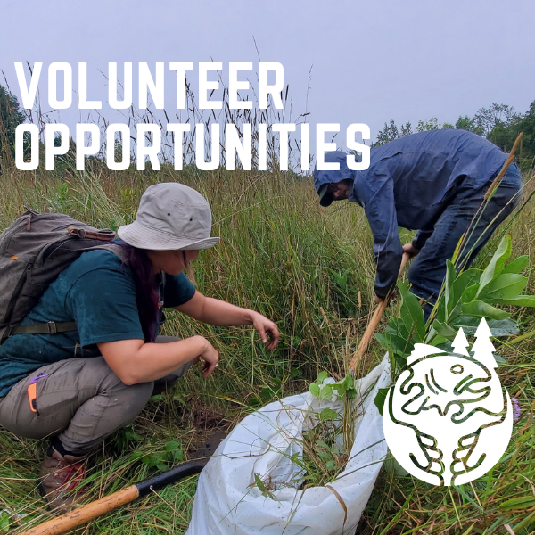 Protector's Activity: Become a Volunteer