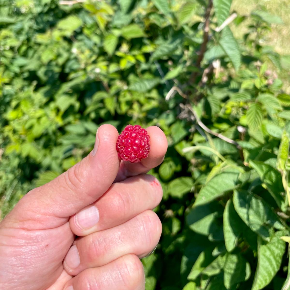 Welcome to Week 6 of our Peak Season CSA! Just in - We have more ...