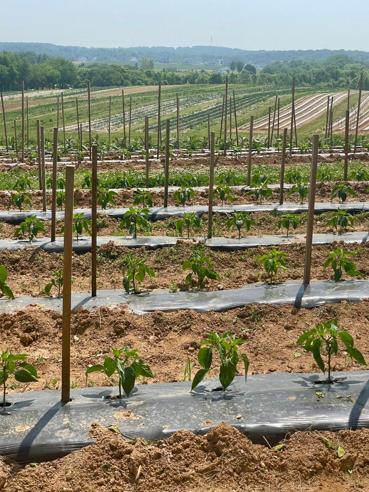 Welcome to Week 6 of our Peak Season CSA! Just in - We have more ...