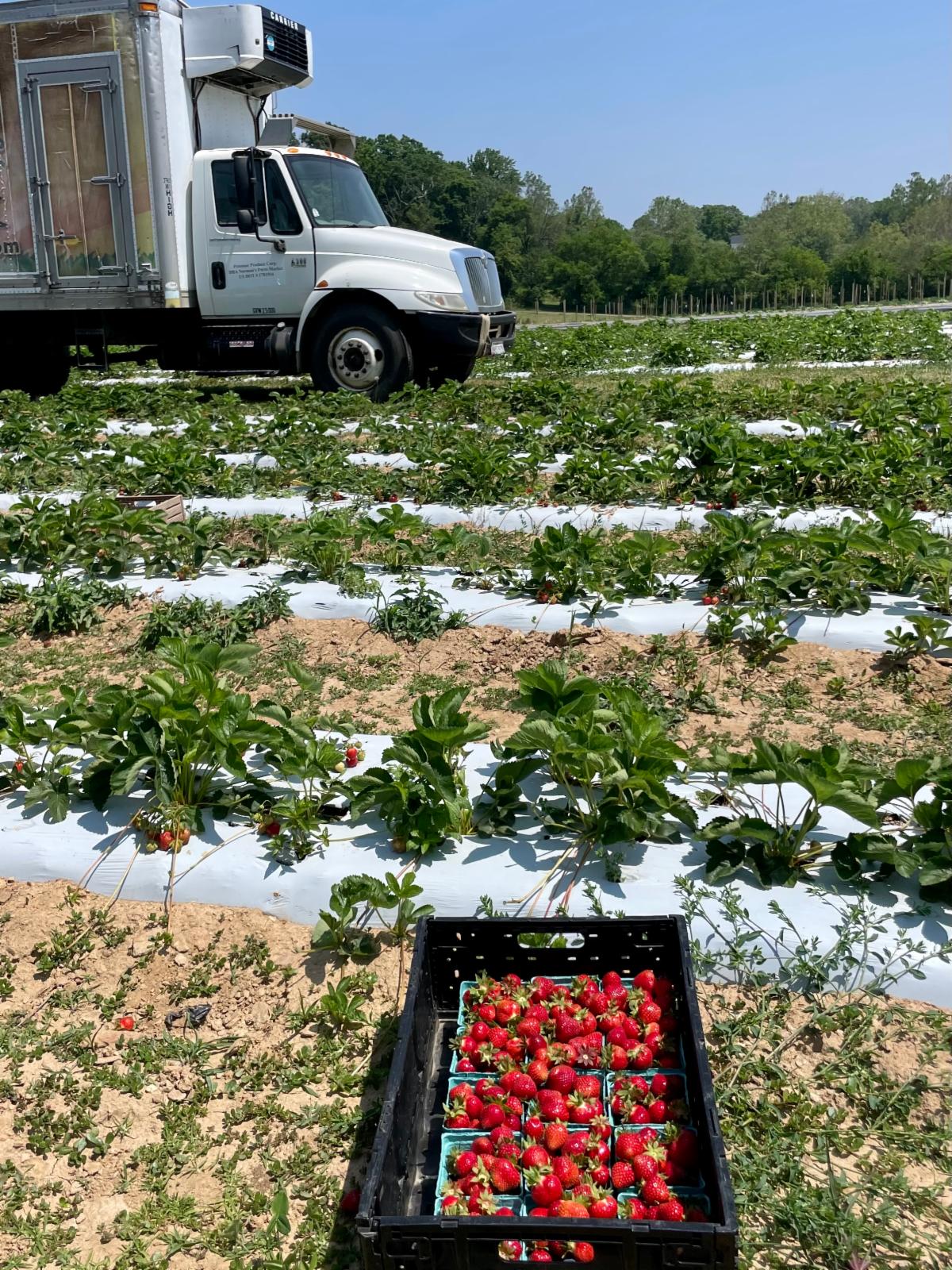 Welcome to Week 6 of our Peak Season CSA! Just in - We have more ...