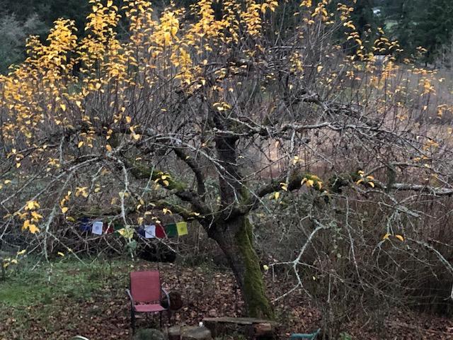 Finding Hope and Solace with the Trees