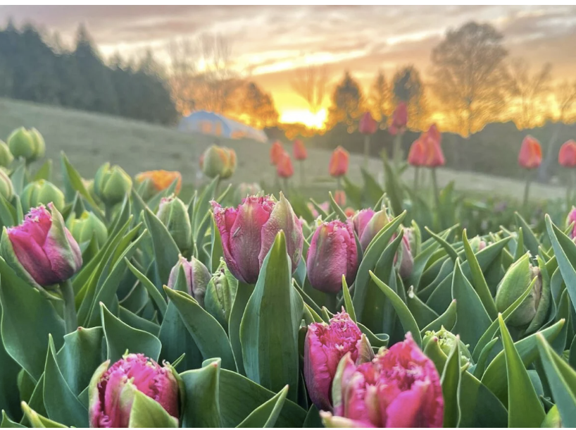 12 Must-Visit Tulip Farms Across Ontario