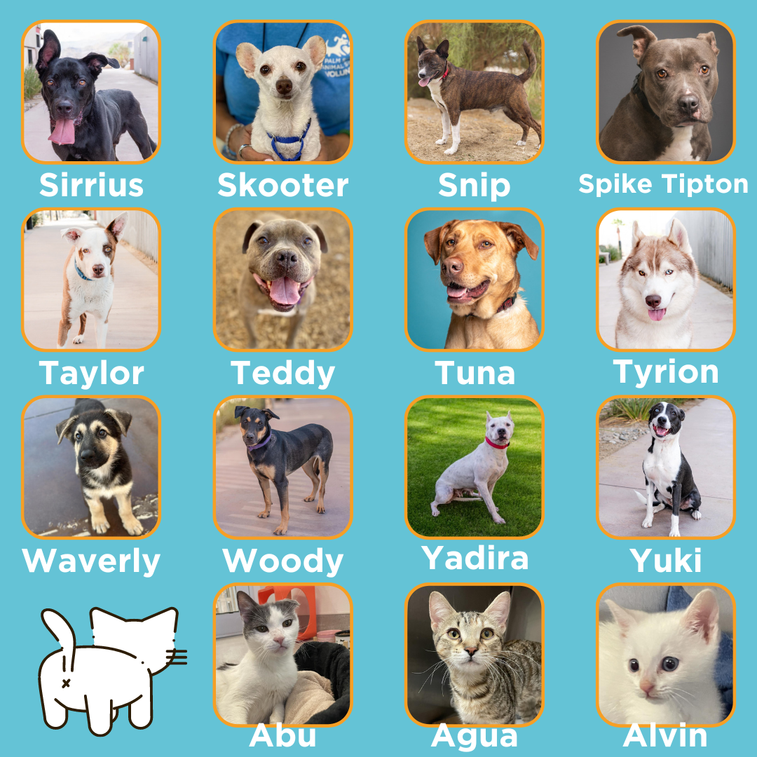 Meet Our Adoptable Pets!